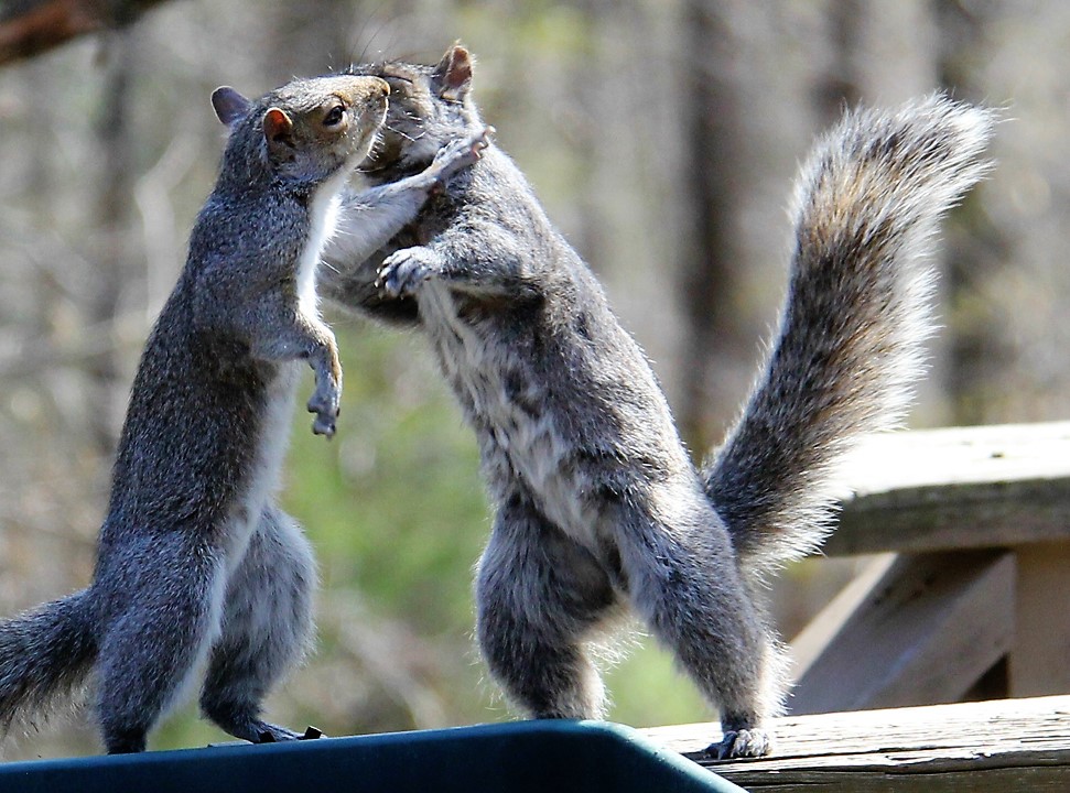 Squirrels at play on Northfield deck | Litchfield.bz