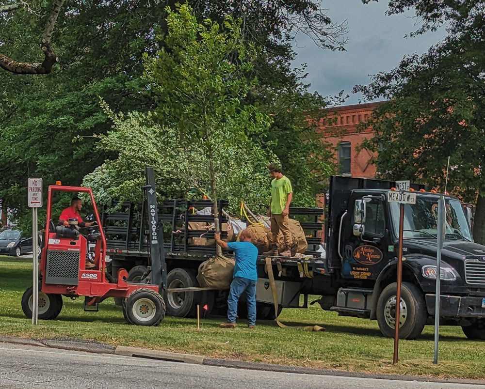 New trees fill empty spaces on the Green | Litchfield.bz