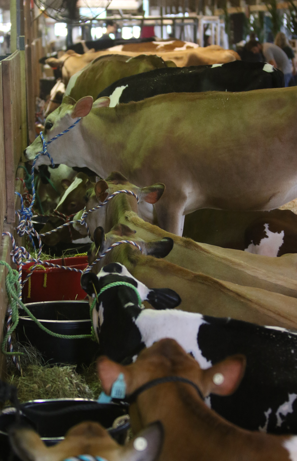 4-H Fair opens at Goshen Fairgrounds | Litchfield.bz