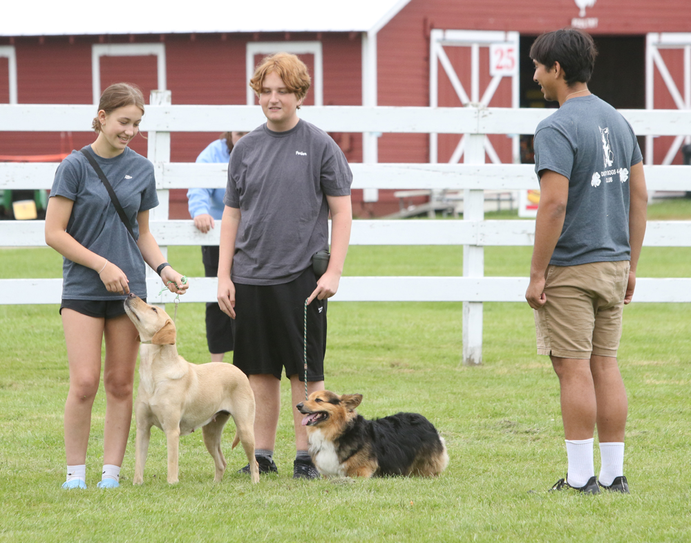4-H Fair opens at Goshen Fairgrounds | Litchfield.bz
