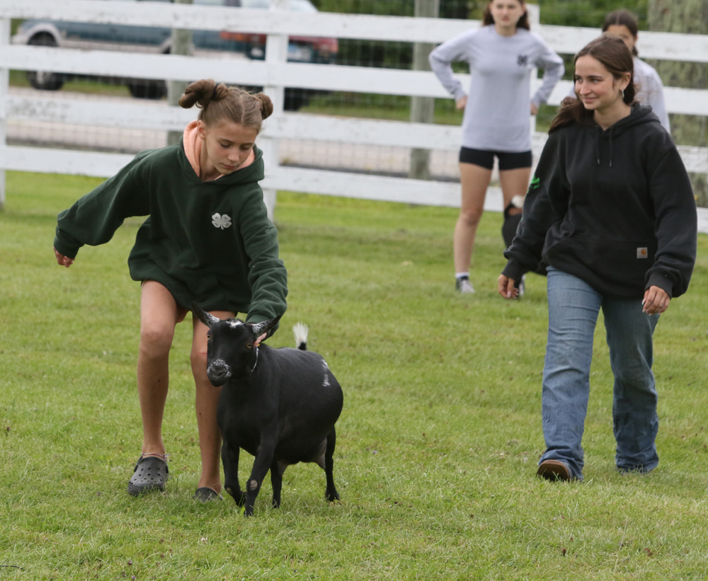 4-H Fair opens at Goshen Fairgrounds | Litchfield.bz