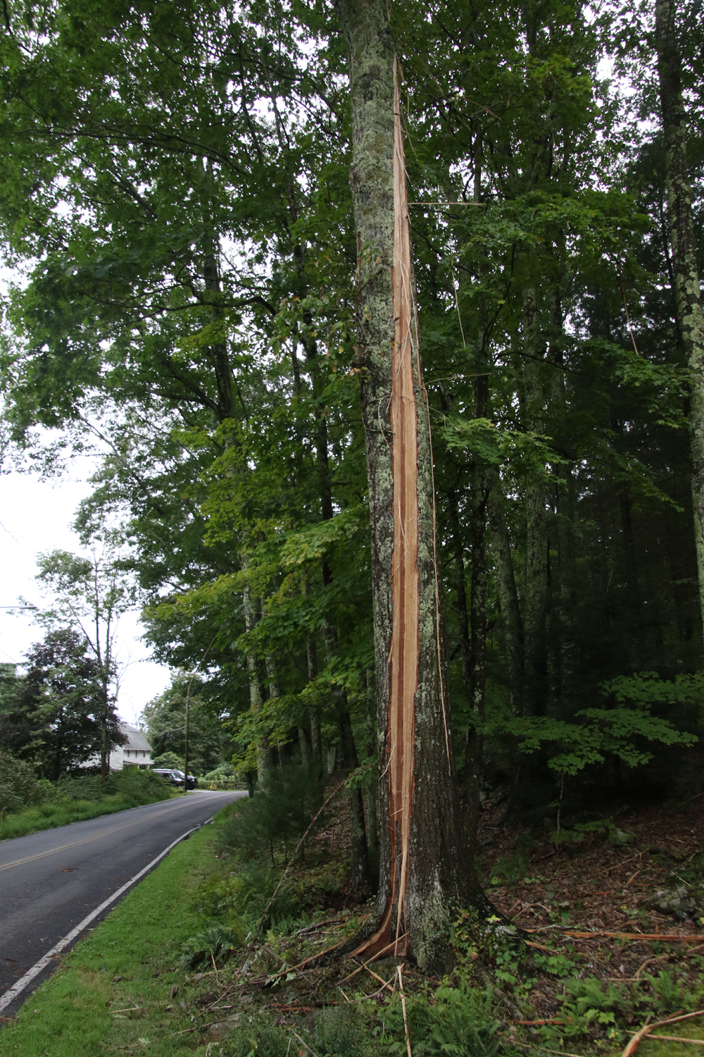 Lightning strikes tree on Cathole Road | Litchfield.bz