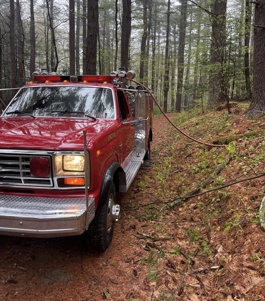 Lightning strikes tree in White Memorial | Litchfield.bz