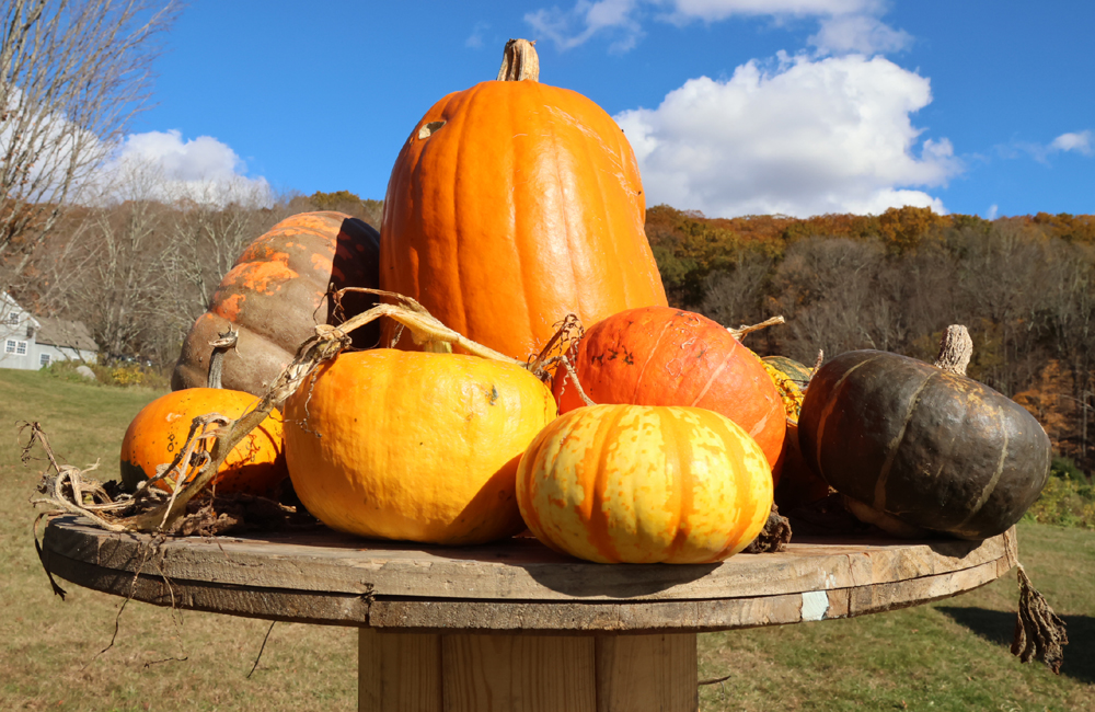 Angevine Farm: Autumn takes center stage | Litchfield.bz
