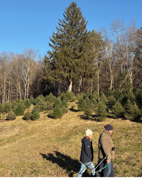 Likin’ Litchfield: Gilberts still selling trees | Litchfield.bz